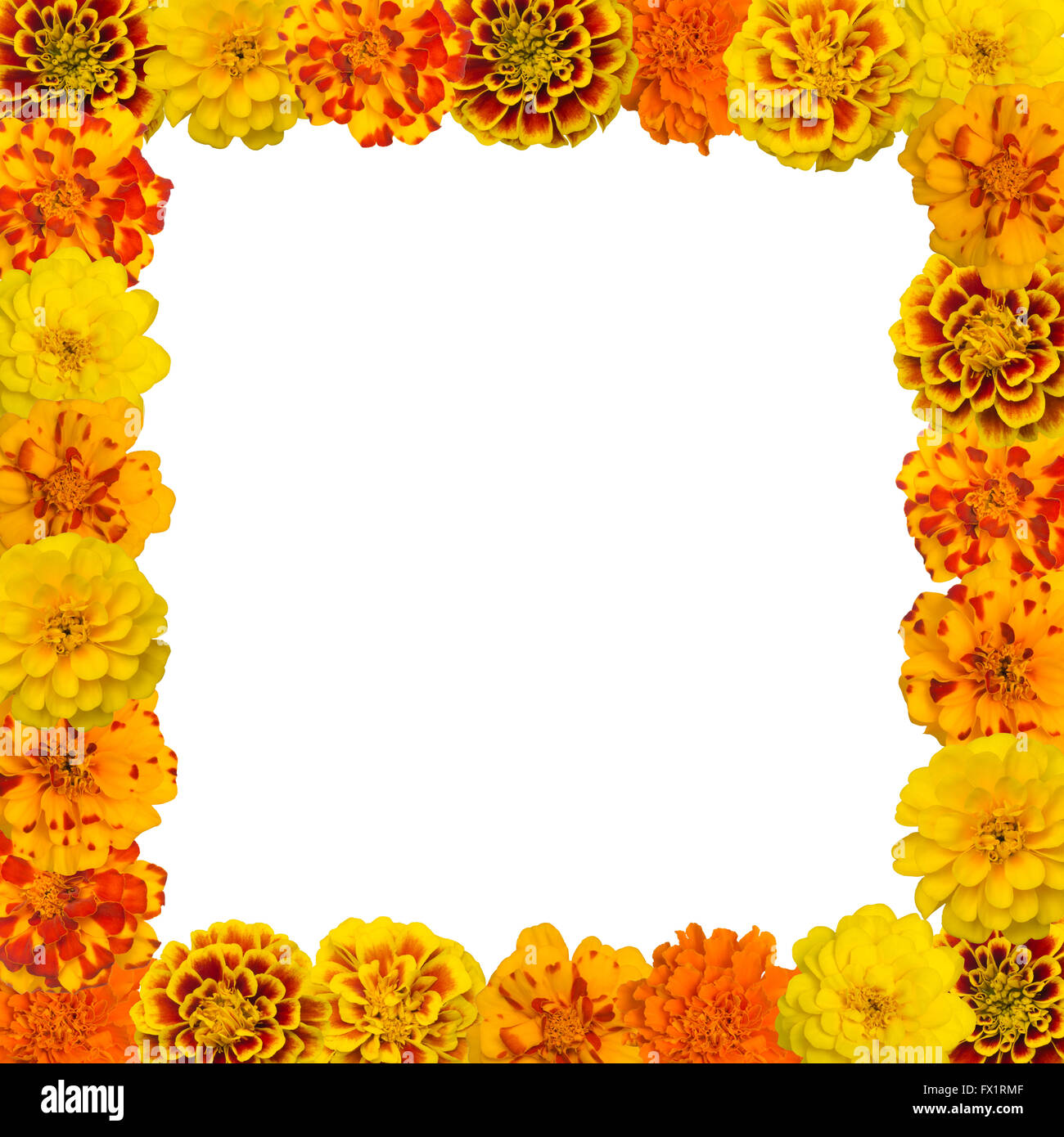 Frame of french marigolds isolated on white background Stock Photo - Alamy