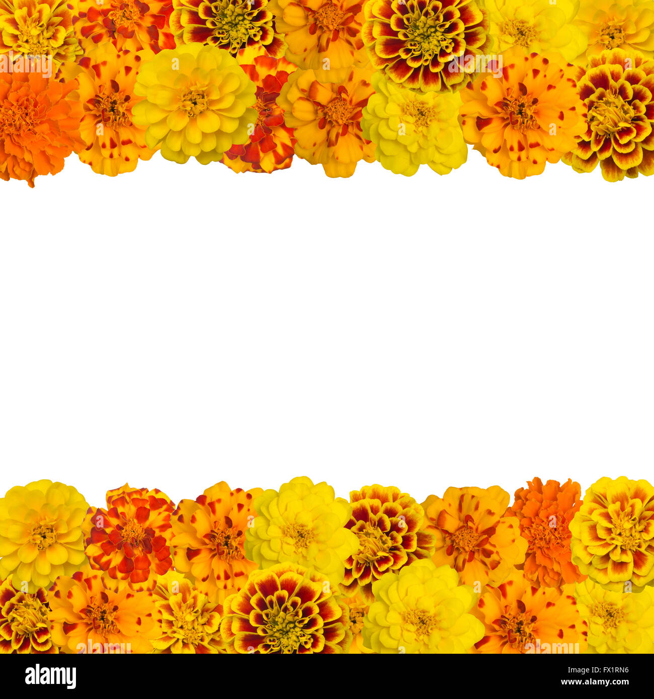 Marigold frame hi-res stock photography and images - Alamy