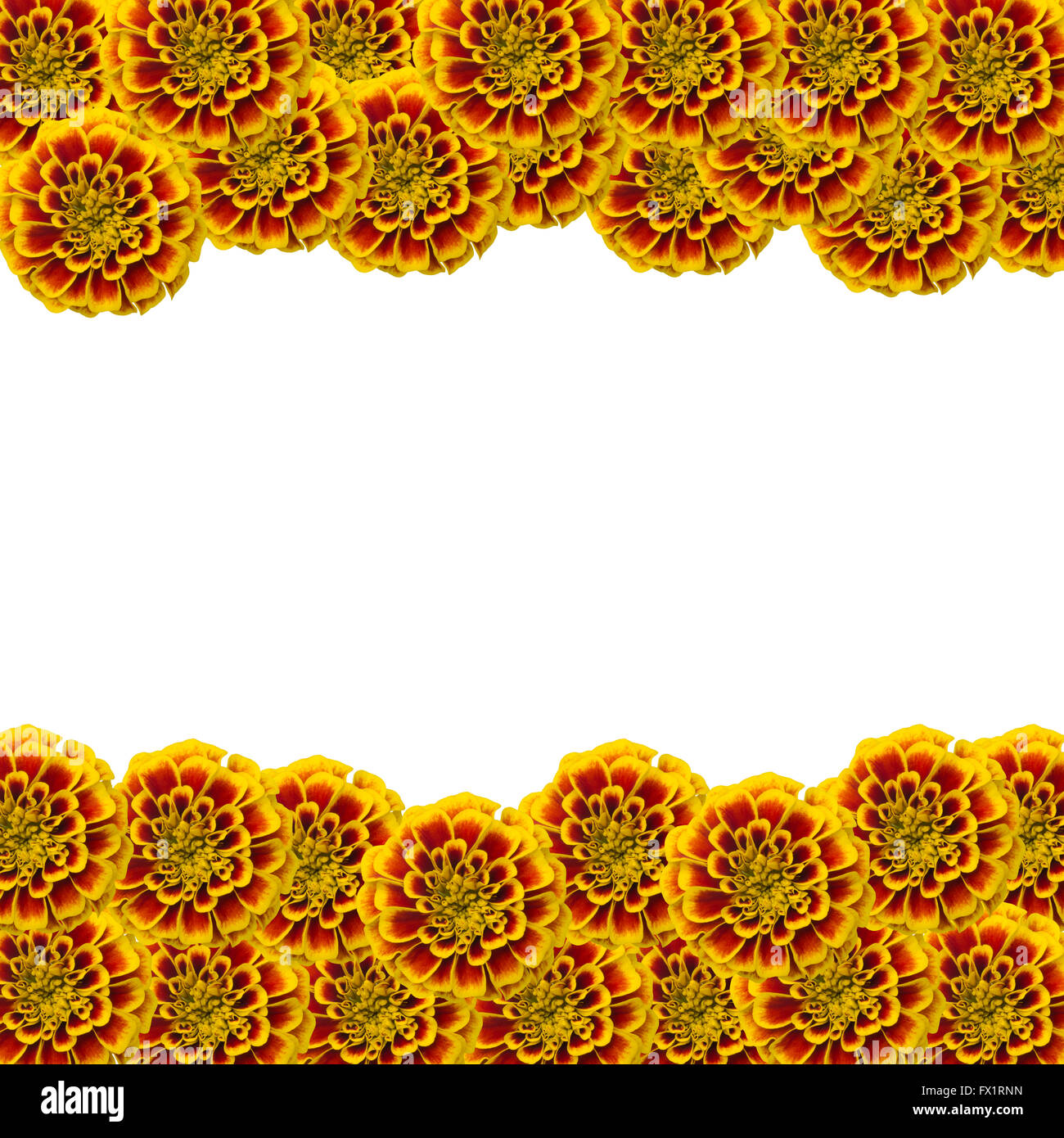 Frame of french marigolds isolated on white background Stock Photo - Alamy