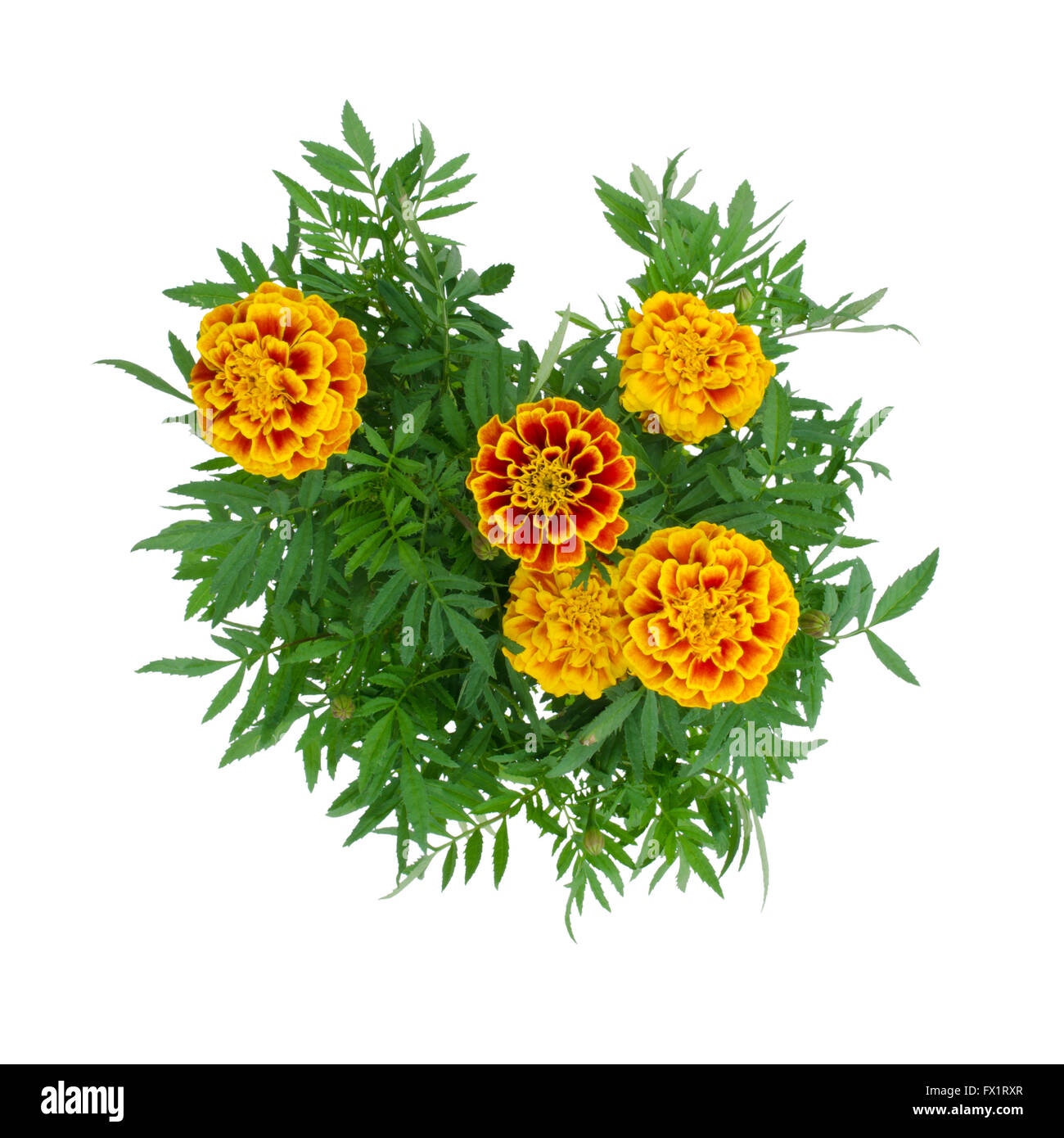 French Marigolds blooming on tree isolated on white background Stock ...