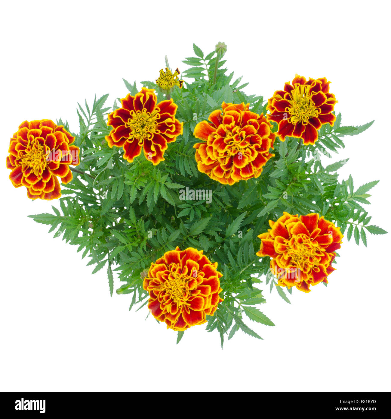 French Marigolds blooming on tree isolated on white background Stock ...