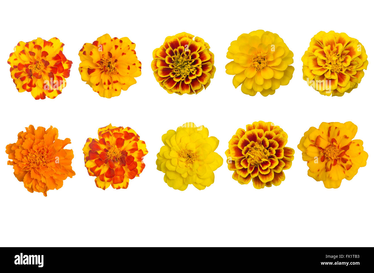 French marigolds isolated on white background Stock Photo - Alamy