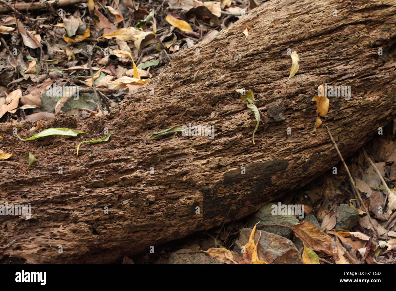 Tree trunk leaning on the floor Stock Photo - Alamy