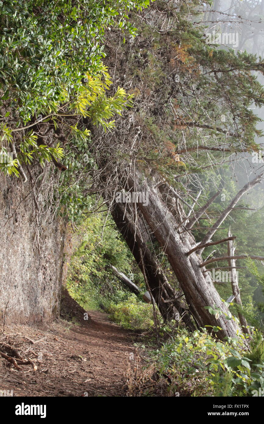 Tree leaning beside a path in the forest Stock Photo - Alamy
