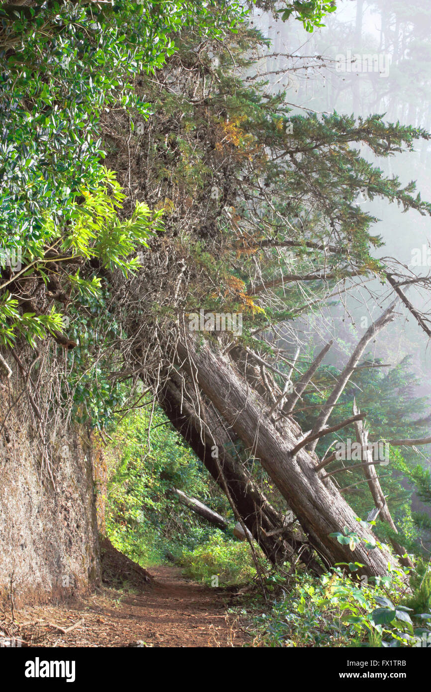 Tree leaning beside a path in the forest Stock Photo - Alamy