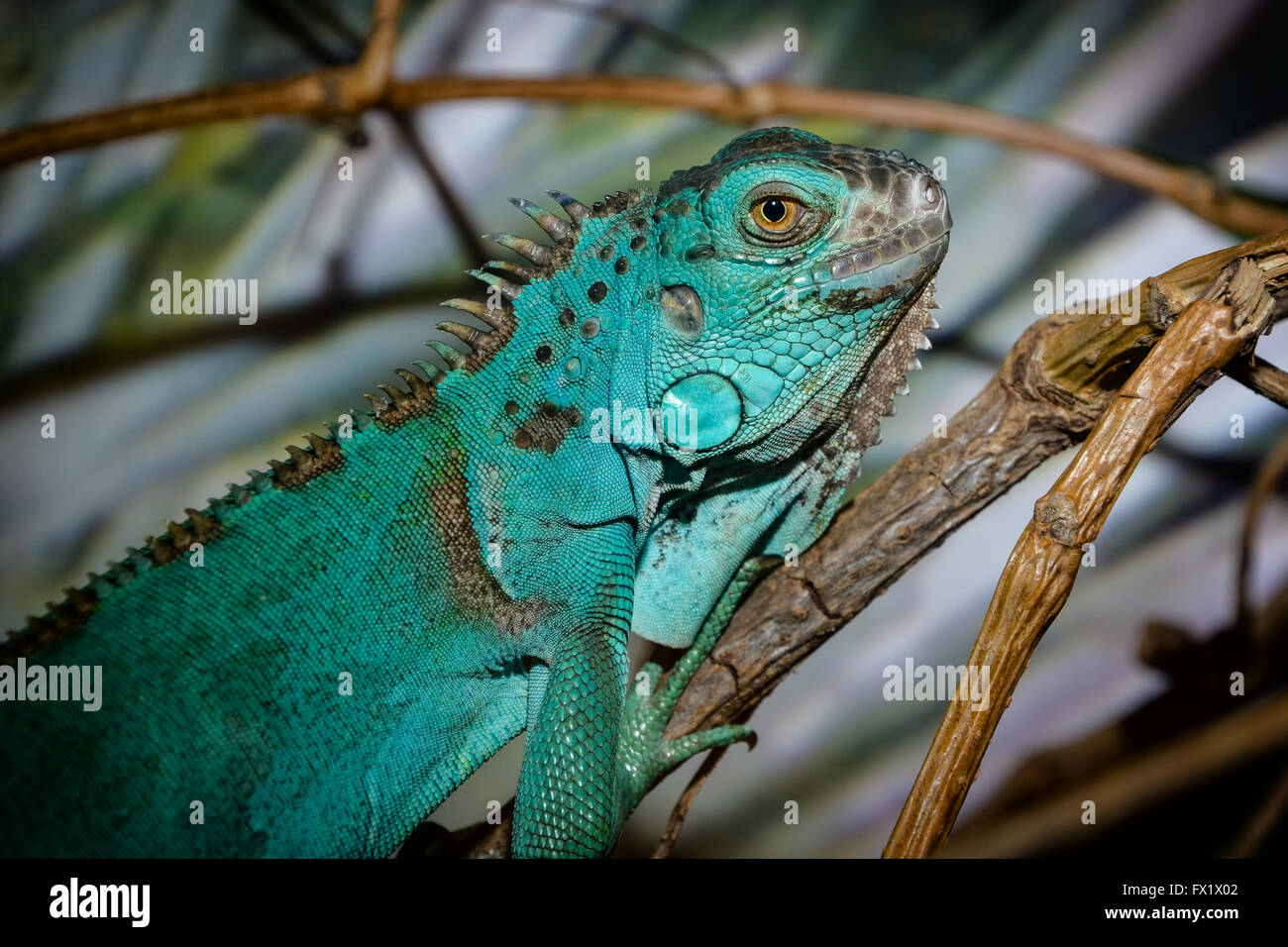Iguana tail hi-res stock photography and images - Alamy