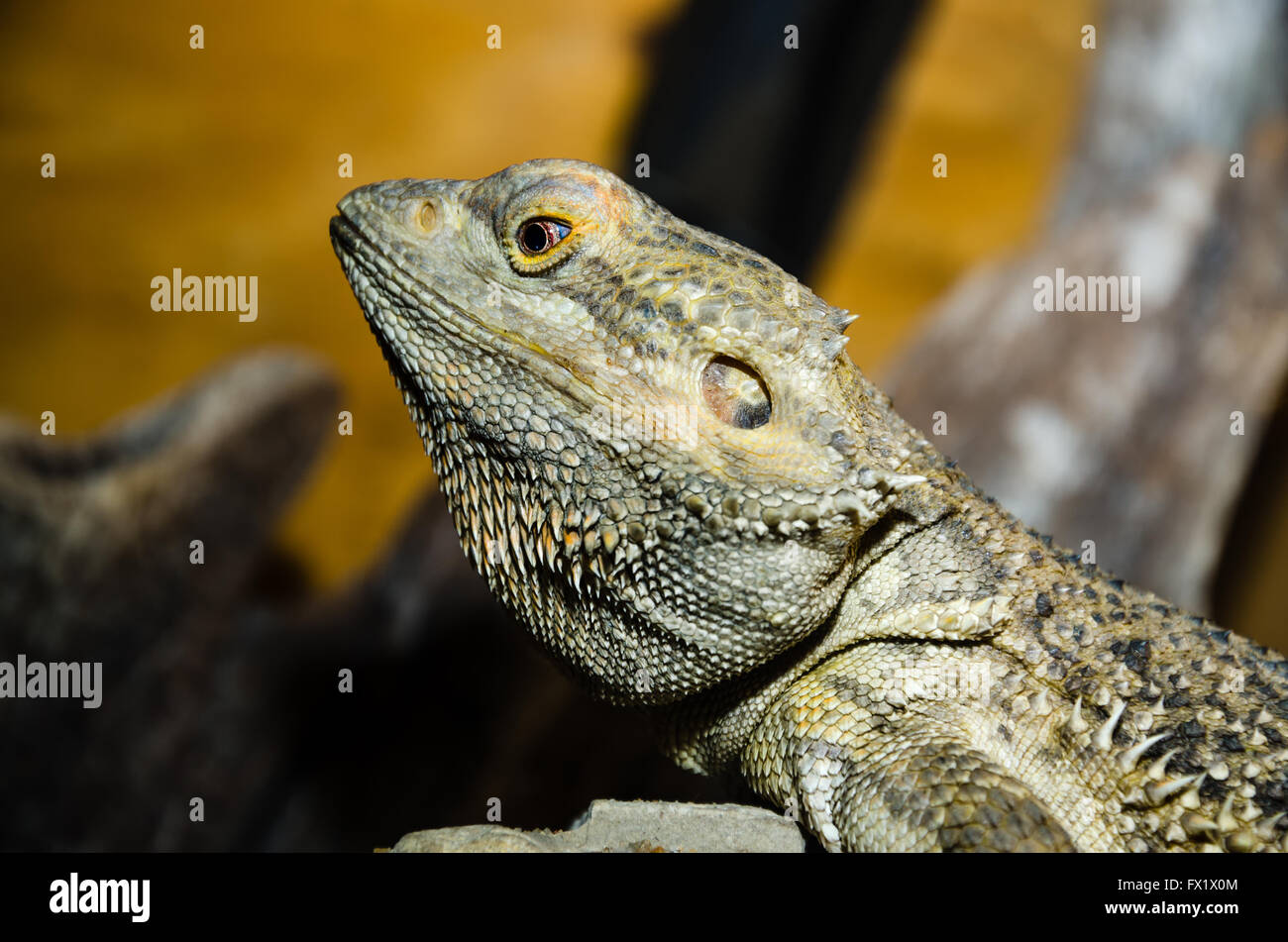 Bearded Dragon close up Stock Photo - Alamy