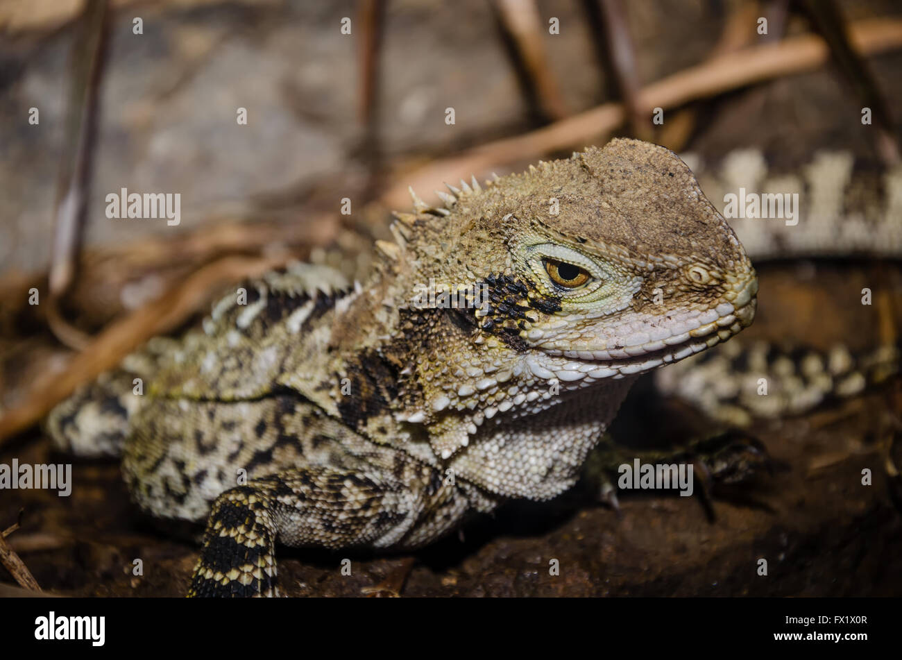 Bearded Dragon close up Stock Photo - Alamy