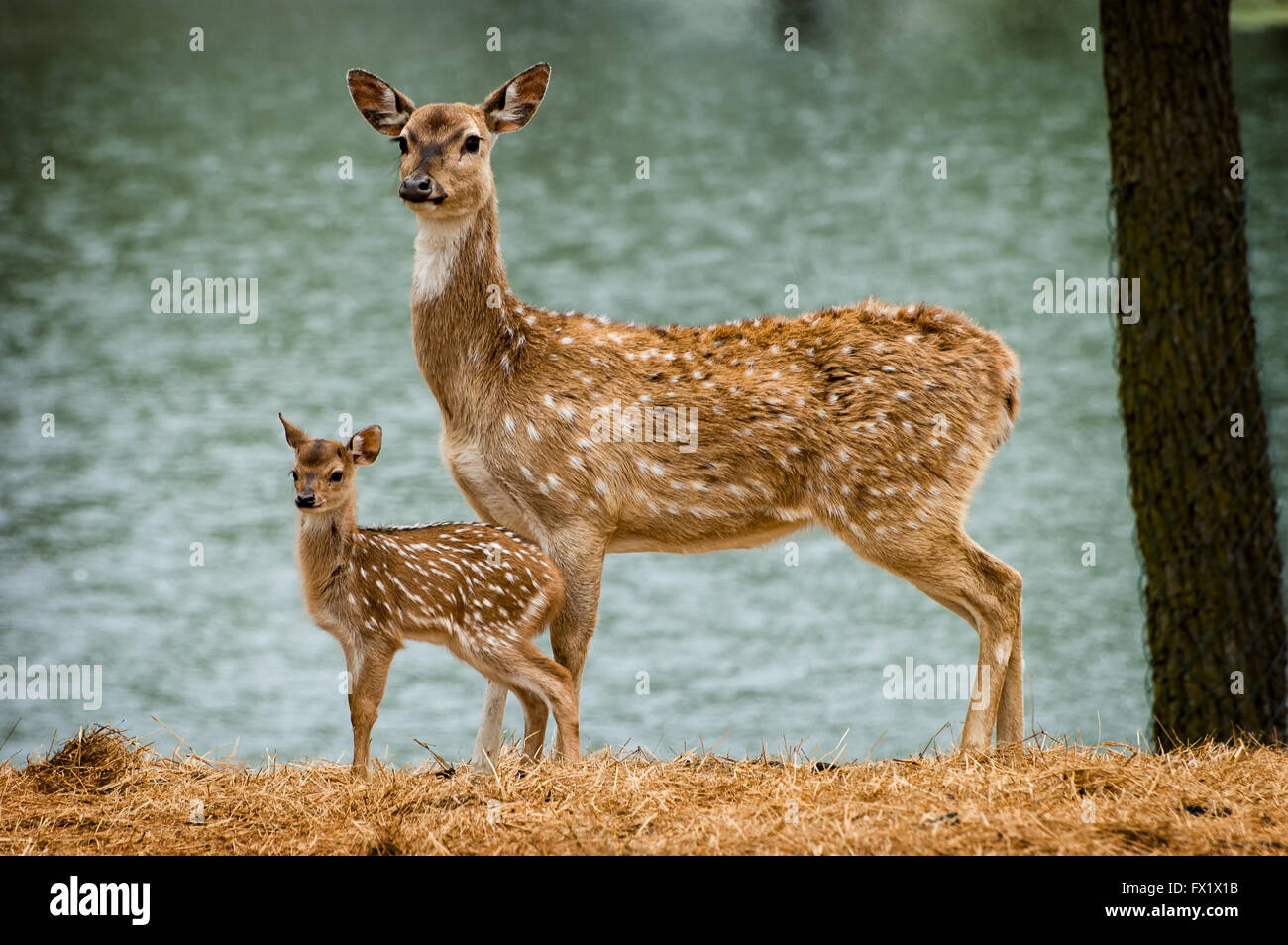 Deer and faun in the rain Stock Photo - Alamy