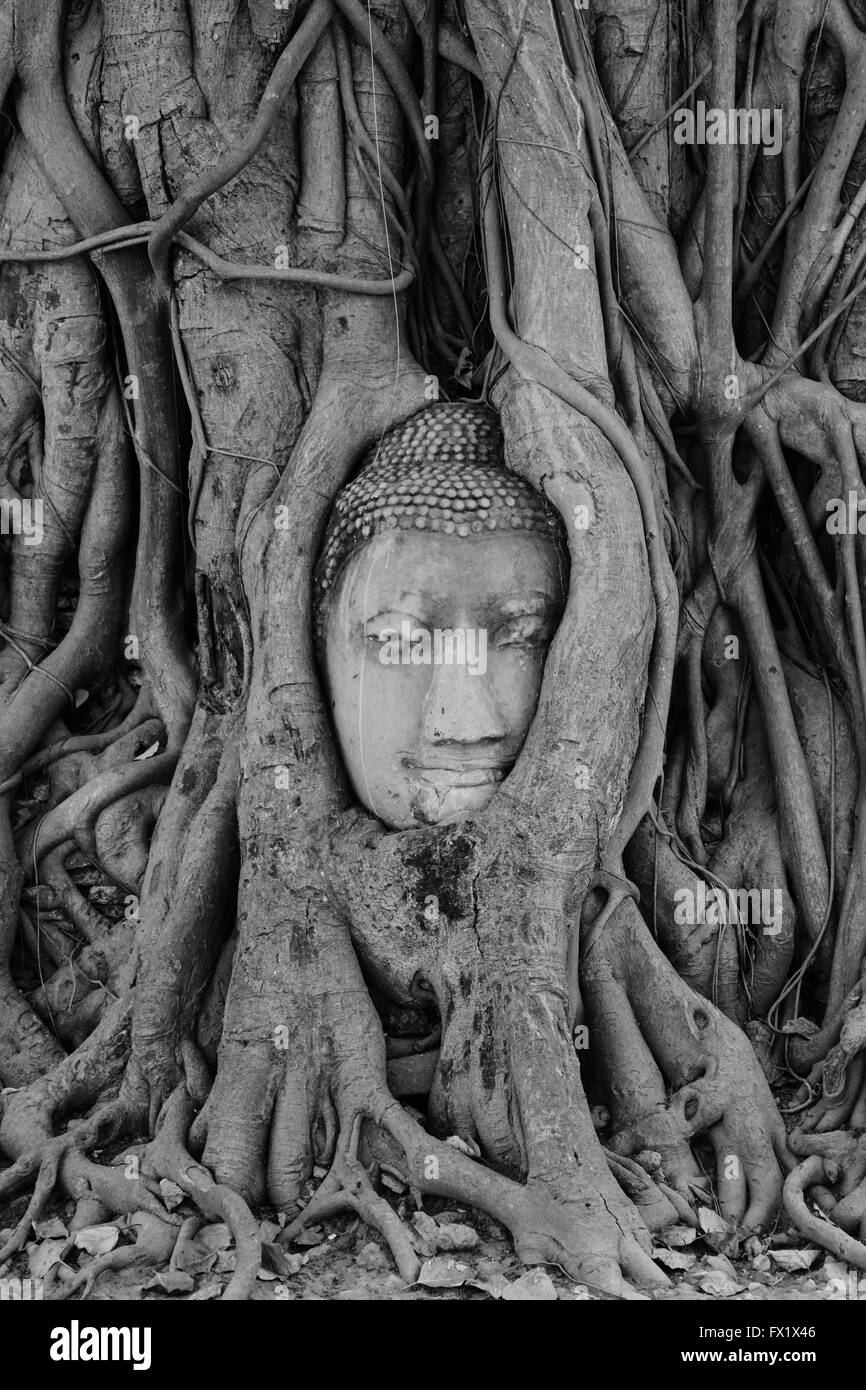 Buddha head in a tree at Wat Mahatat, Ayutthaya - Thailand Stock Photo ...