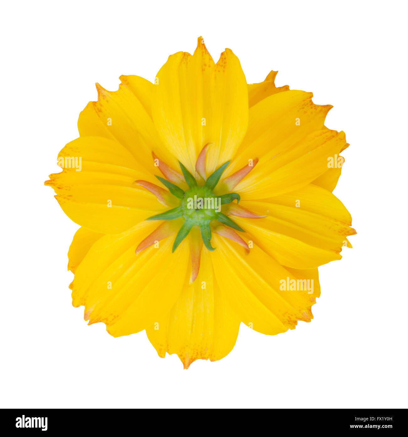 Daisy flowers on white background Cut Out Stock Images & Pictures - Alamy