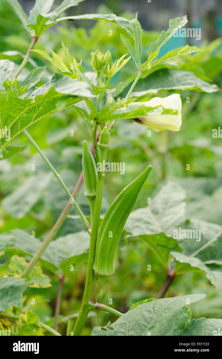 Lady finger plant hi-res stock photography and images - Alamy