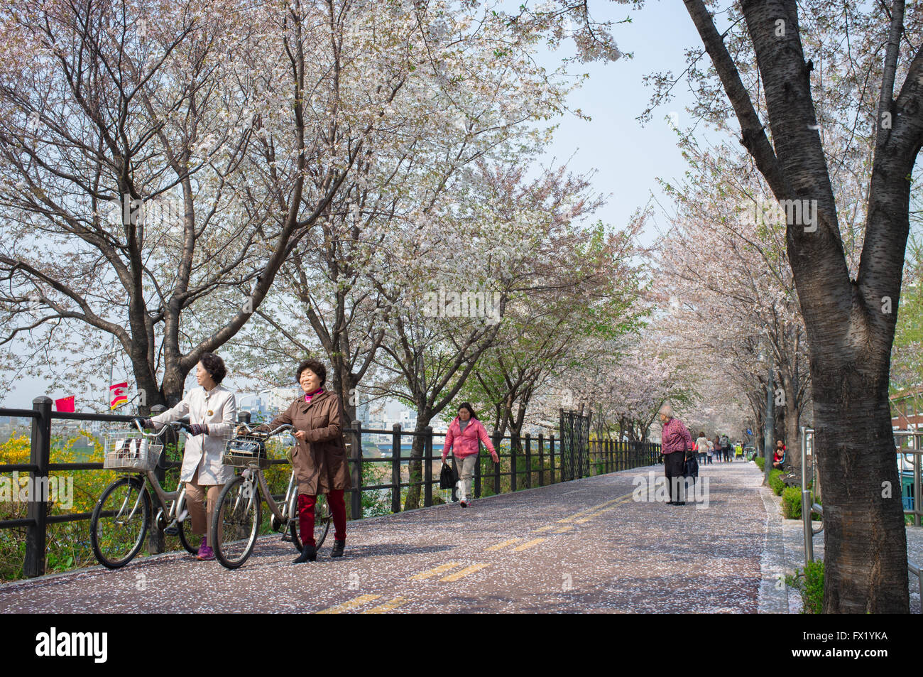 Two elderly ladies walk their bikes and enjoy the cherry blossoms in ...