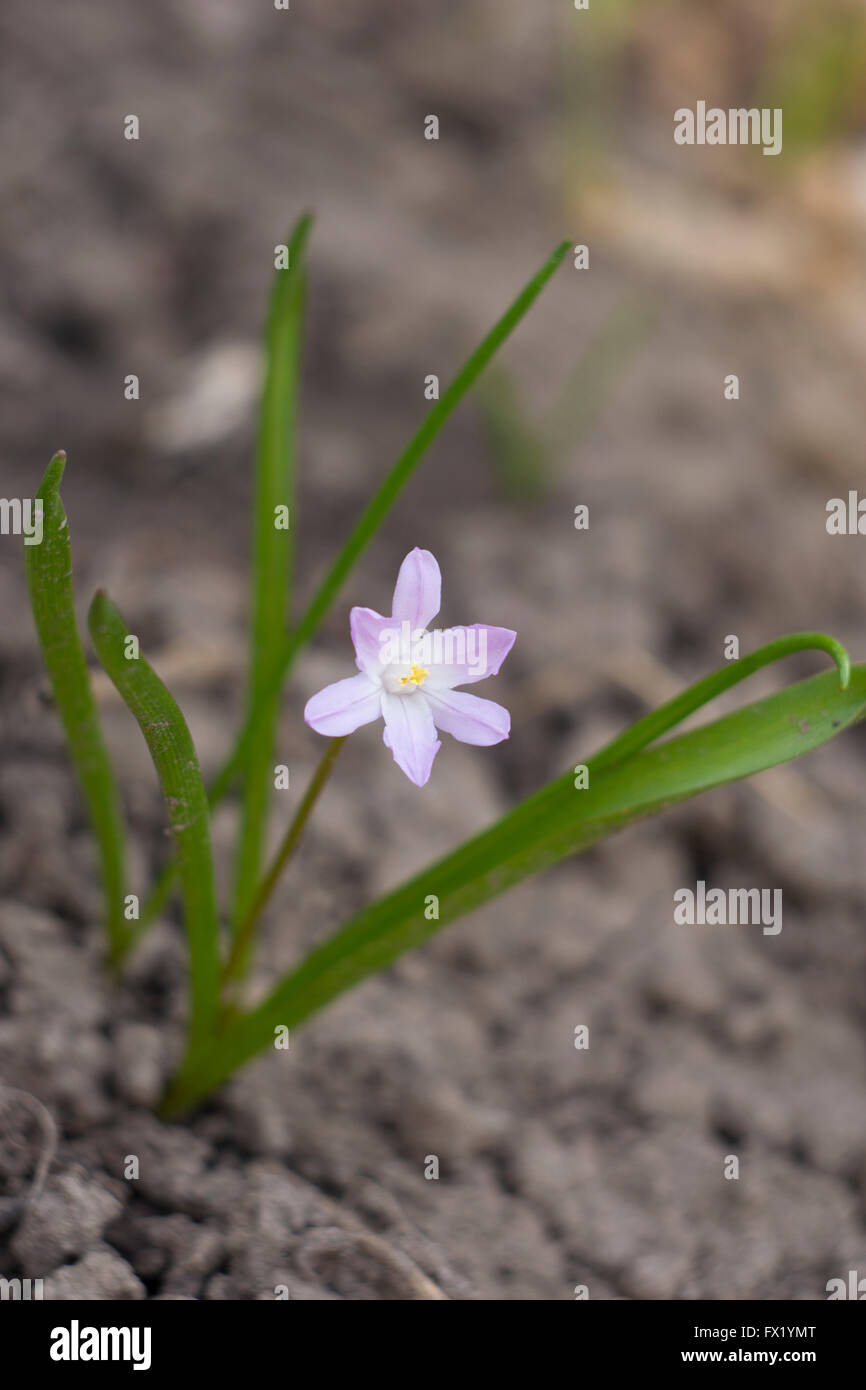 Early scilla flower hi-res stock photography and images - Alamy