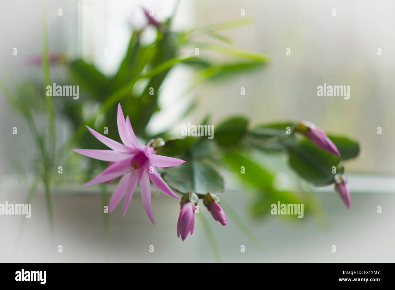 flower on window Stock Photo - Alamy
