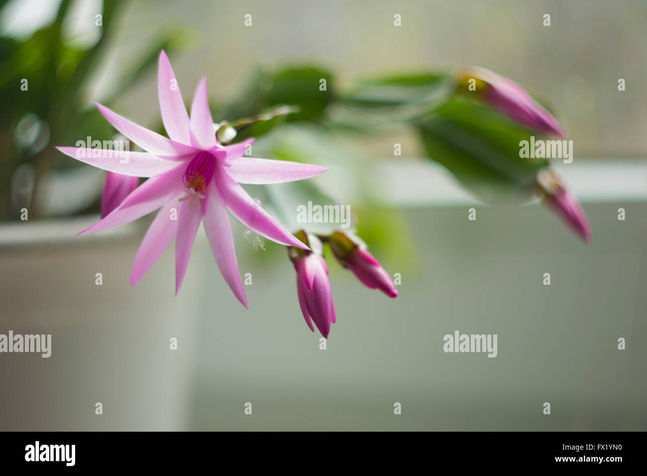 flower on window Stock Photo - Alamy