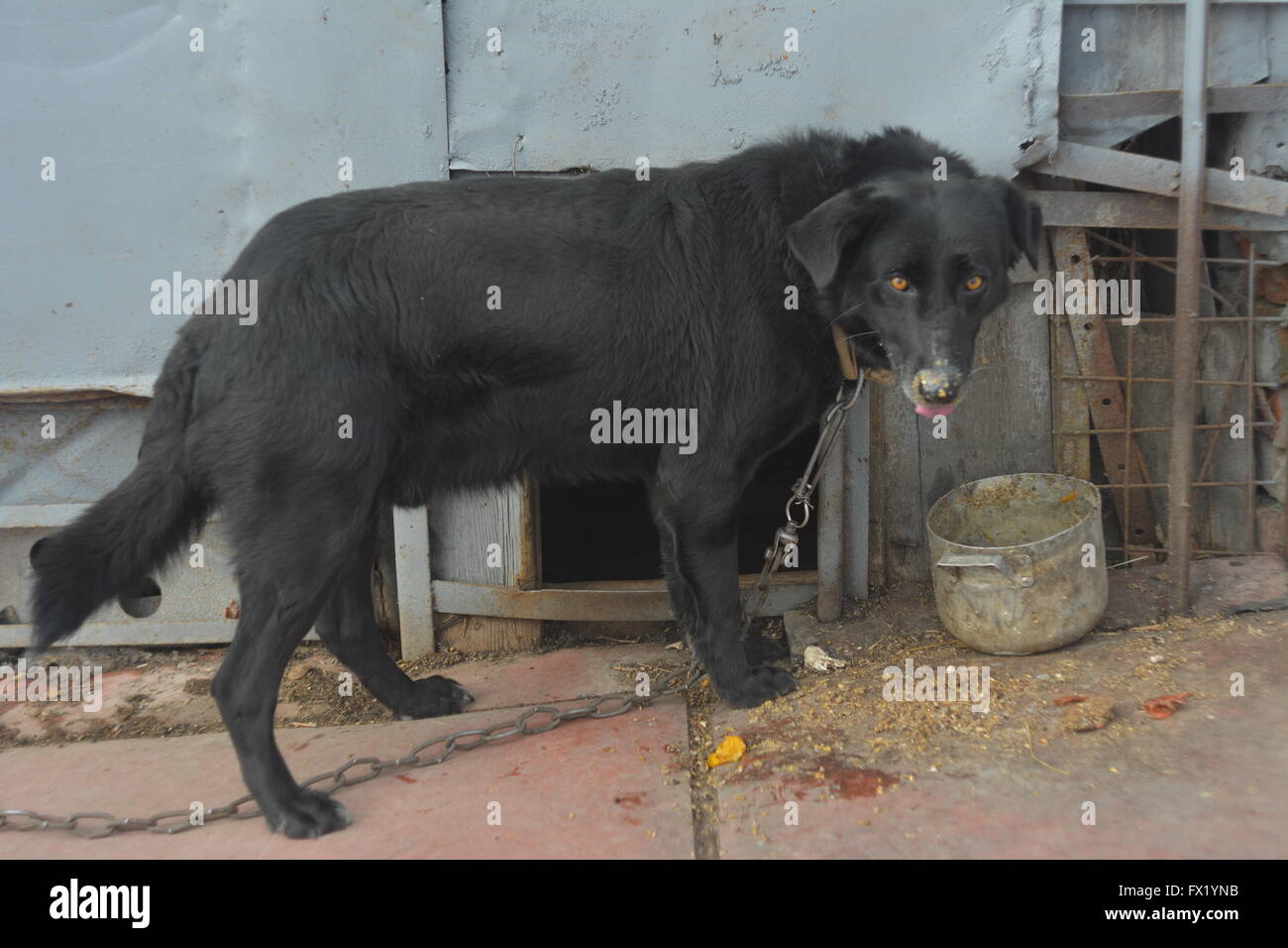 dog in the village Stock Photo - Alamy