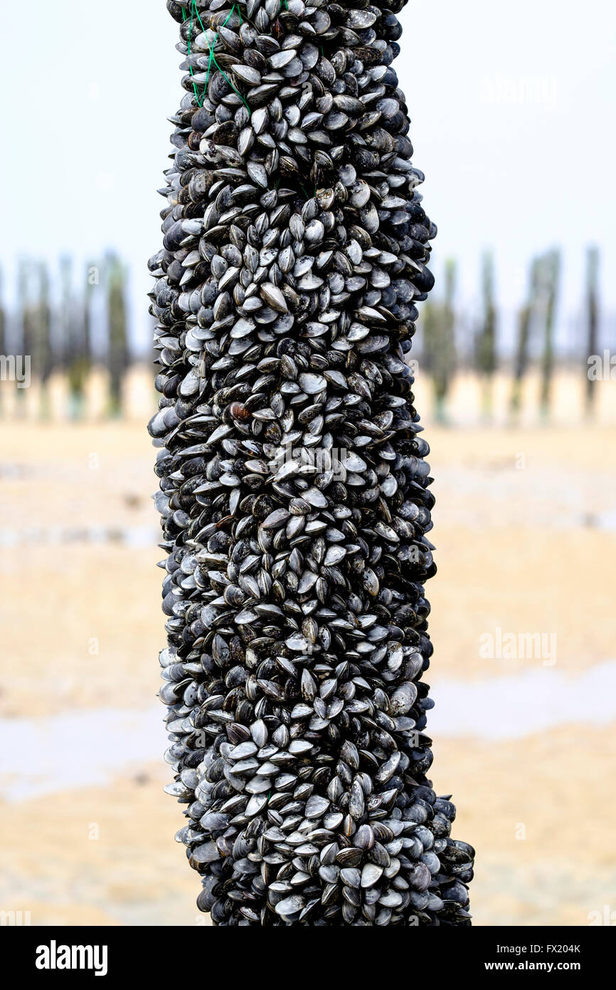 Extended tidal zone hi-res stock photography and images - Alamy