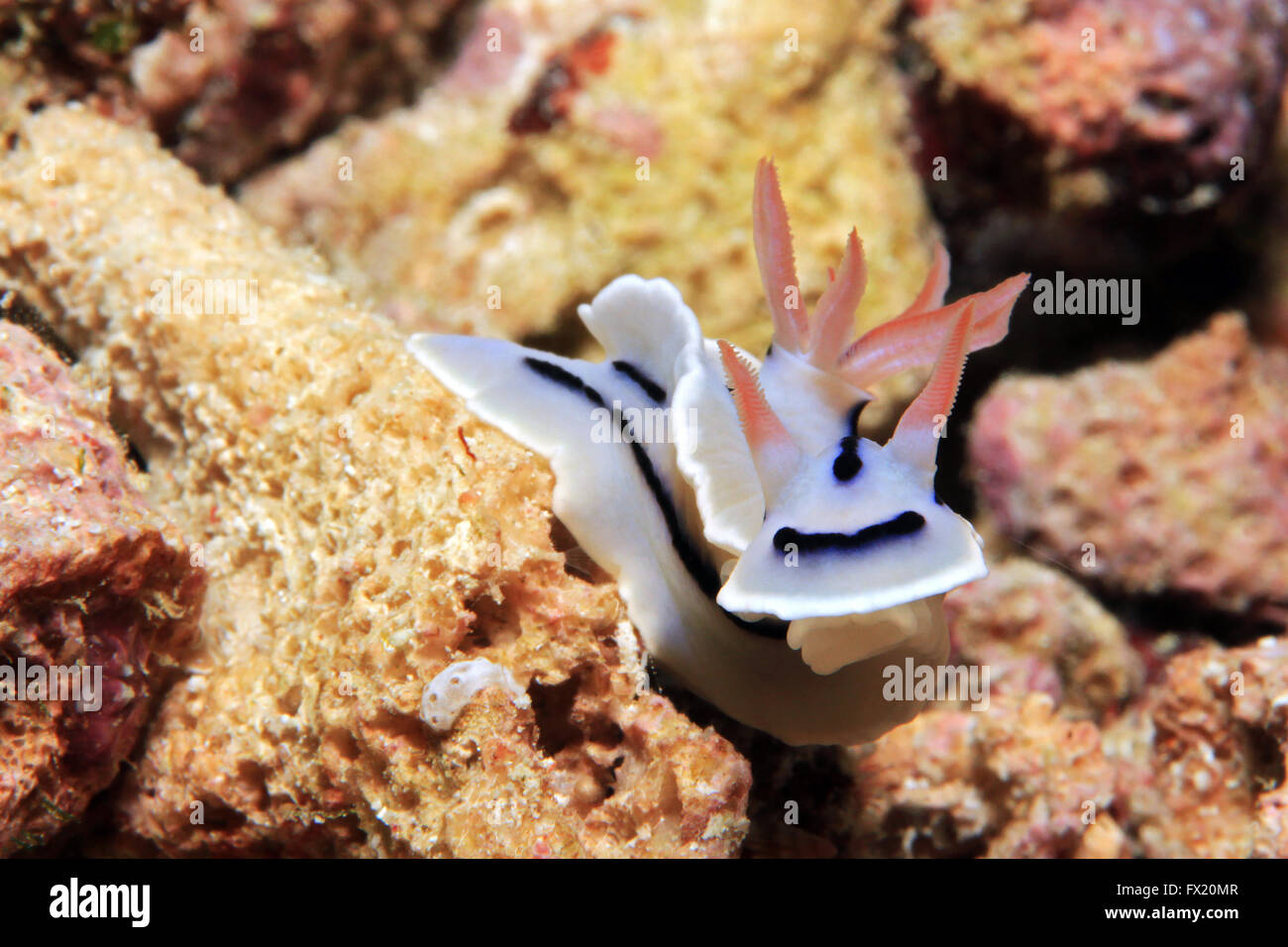 Magnificent nudibranch hi-res stock photography and images - Alamy