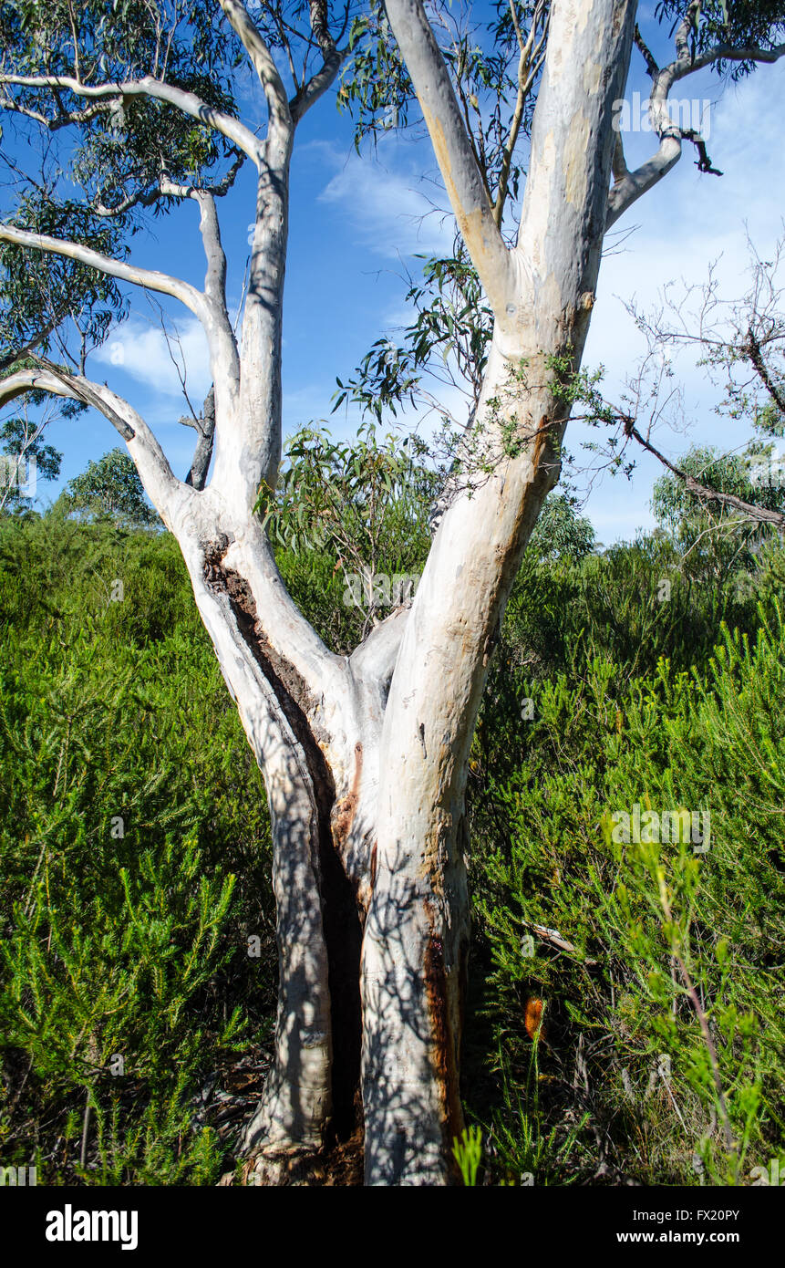 Heathland flora hi-res stock photography and images - Alamy