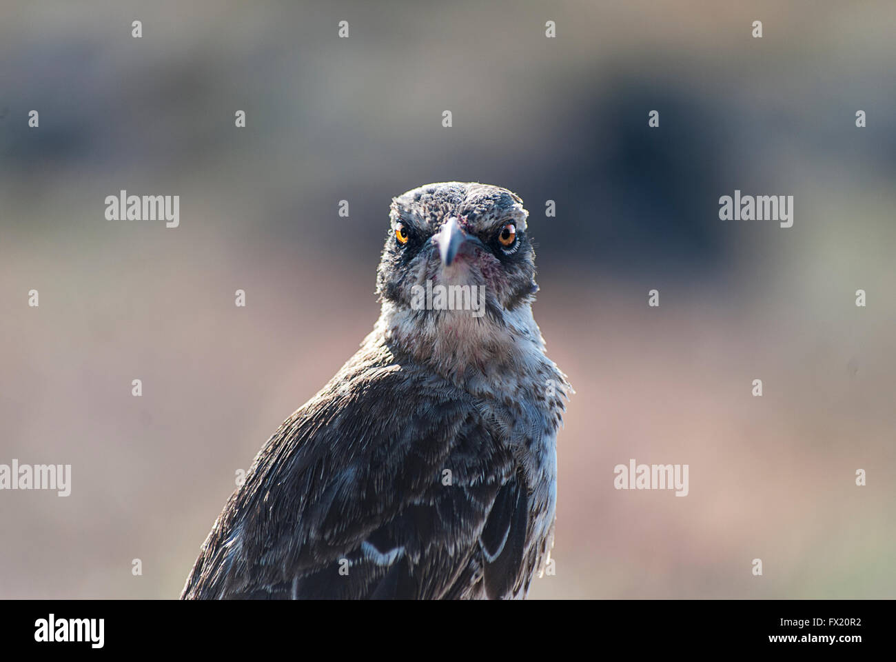 Galapagos Mockingbird (Mimus parvulus) looking straight at the camera ...