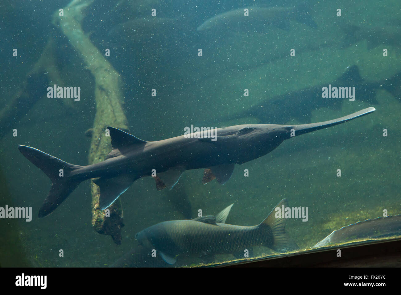 Polyodontidae hi-res stock photography and images - Alamy