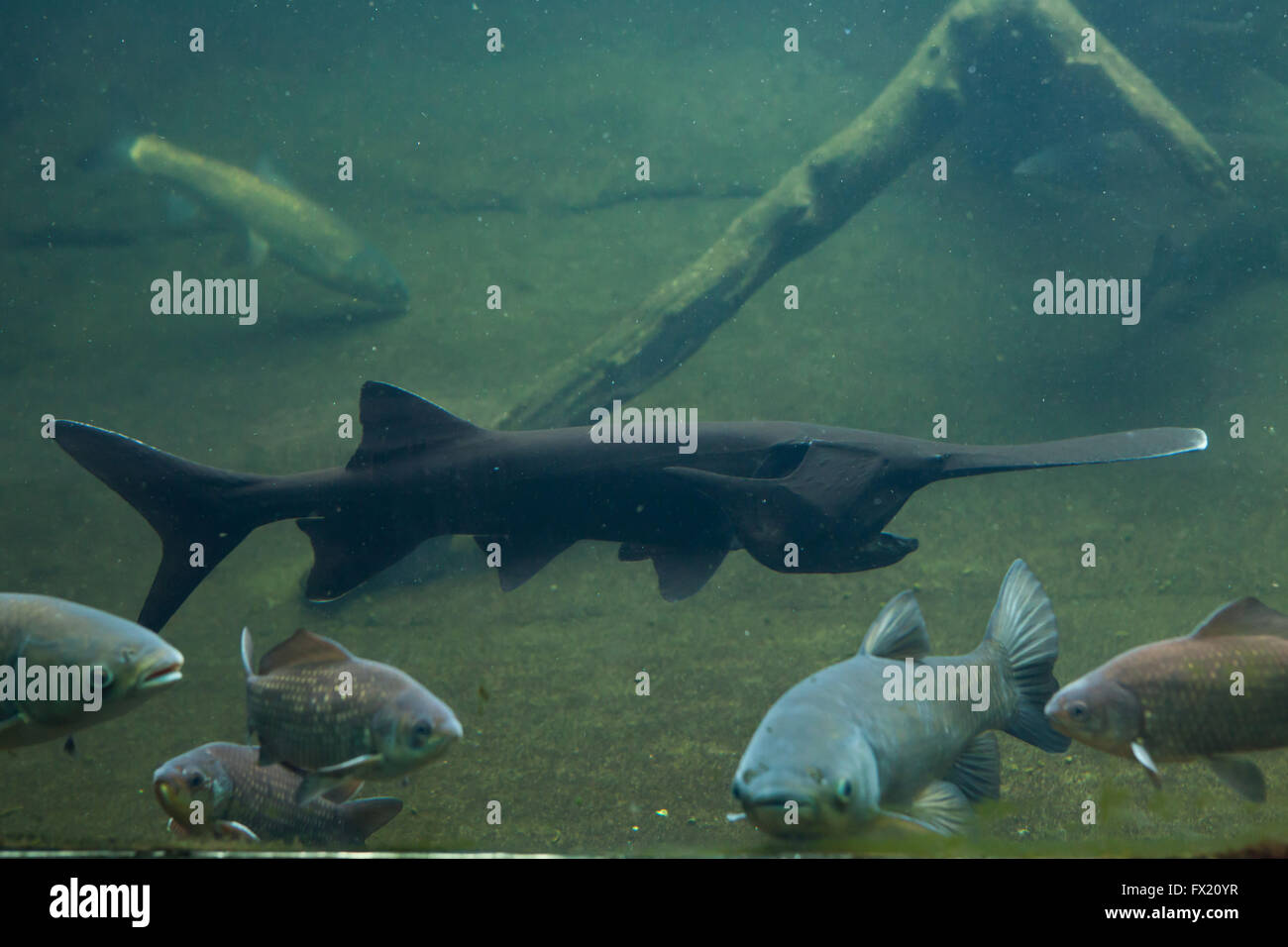 Polyodontidae polyodon spathula hi-res stock photography and images - Alamy