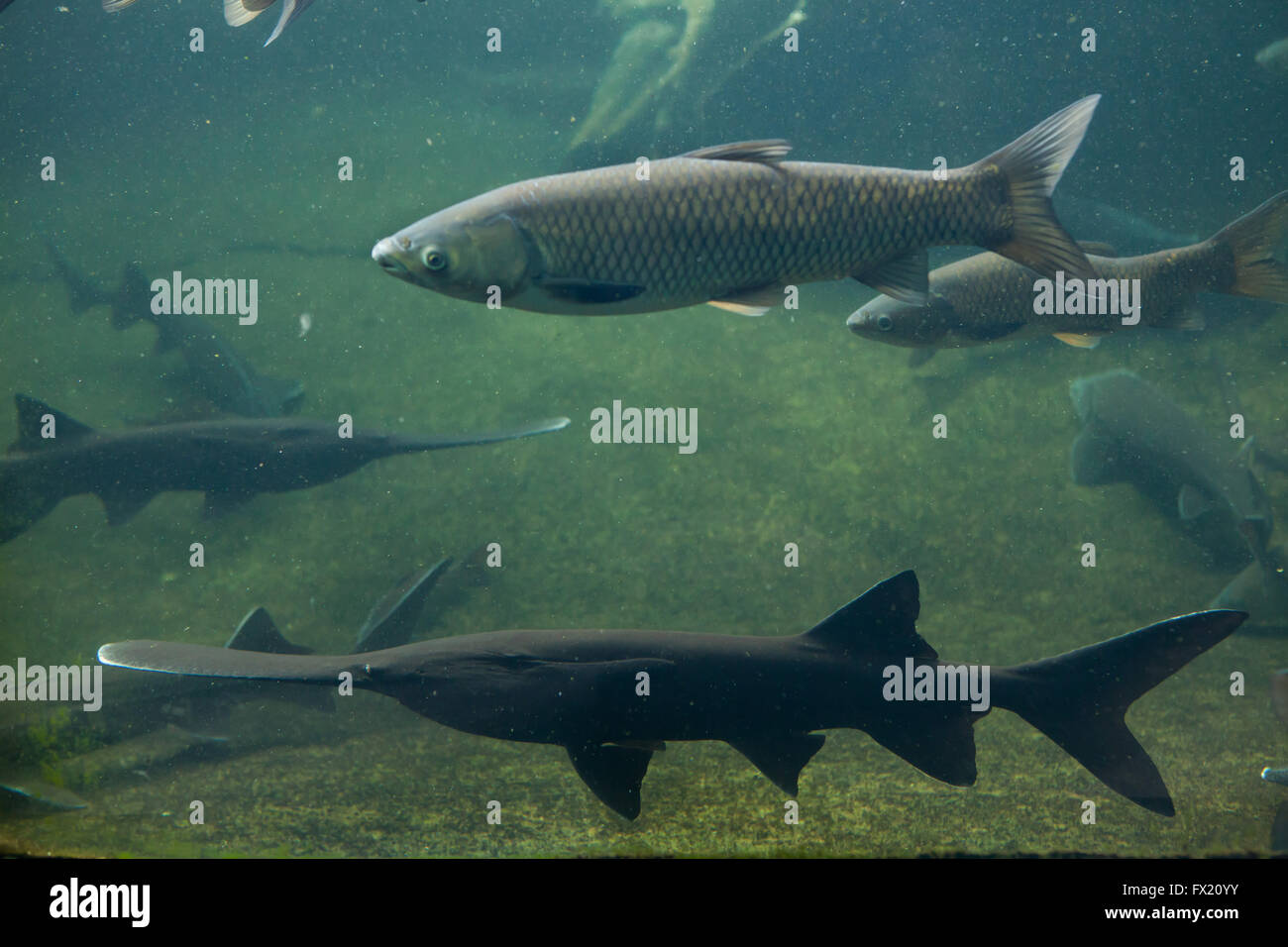Polyodontidae polyodon spathula hi-res stock photography and images - Alamy