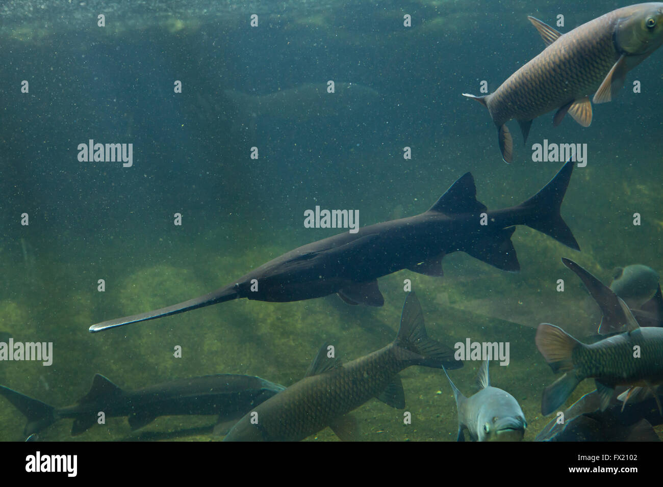 Polyodontidae polyodon spathula hi-res stock photography and images - Alamy