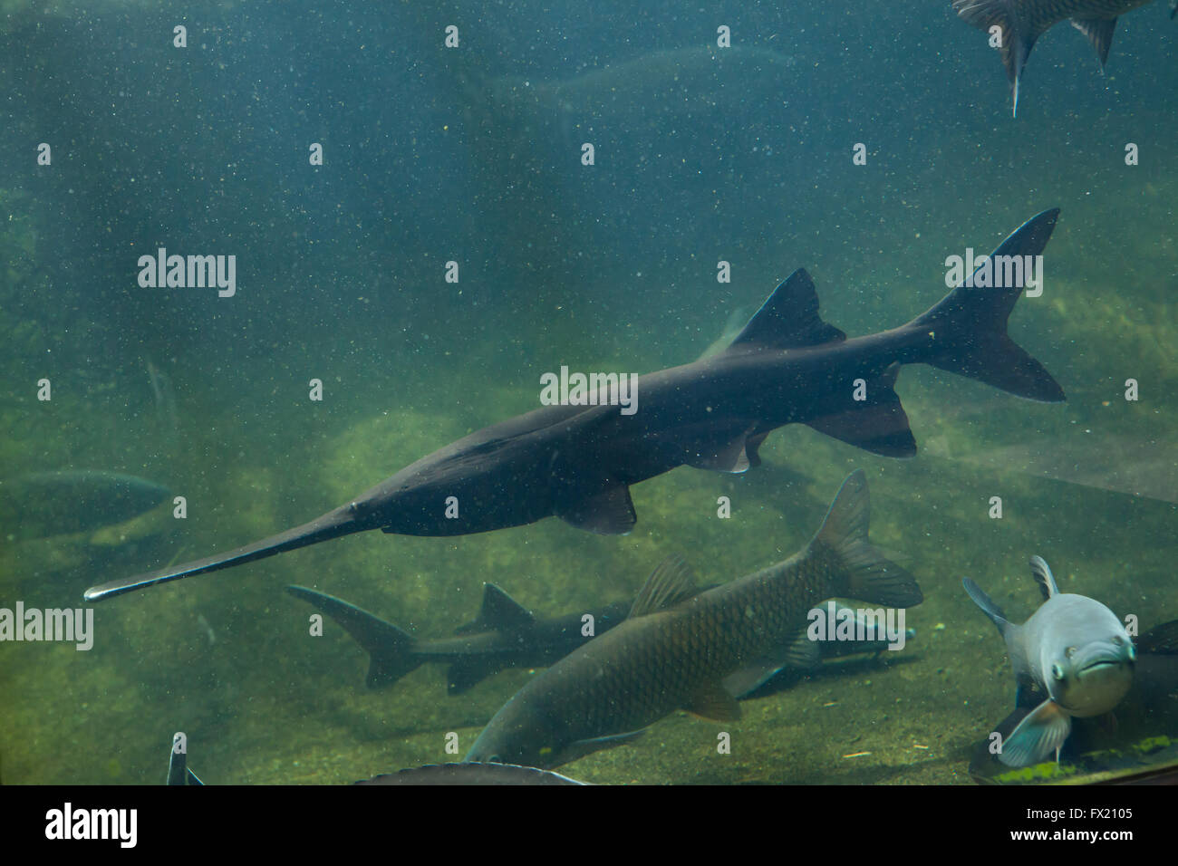 Paddlefishes hi-res stock photography and images - Alamy
