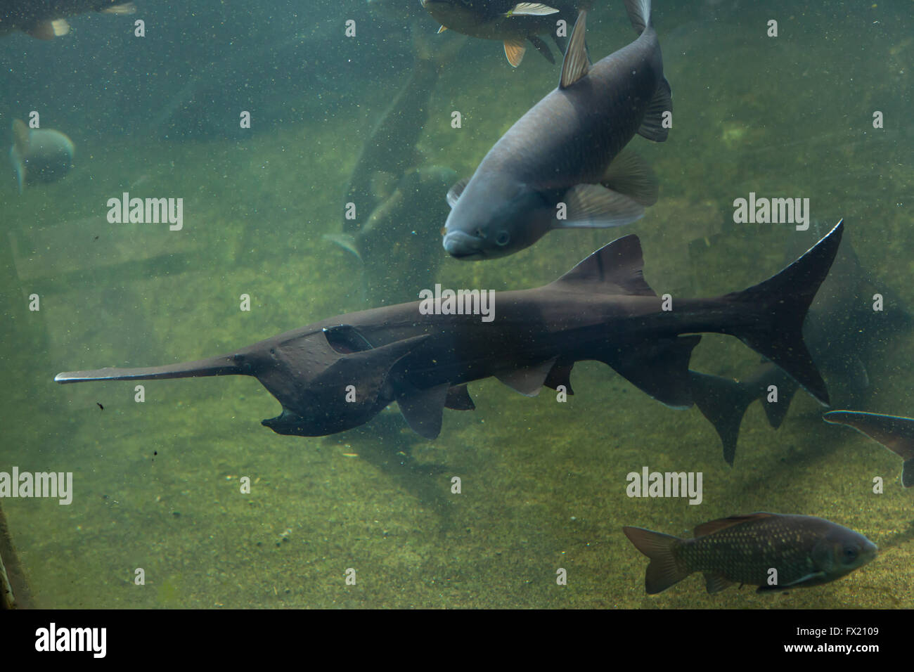 Paddlefishes hi-res stock photography and images - Alamy