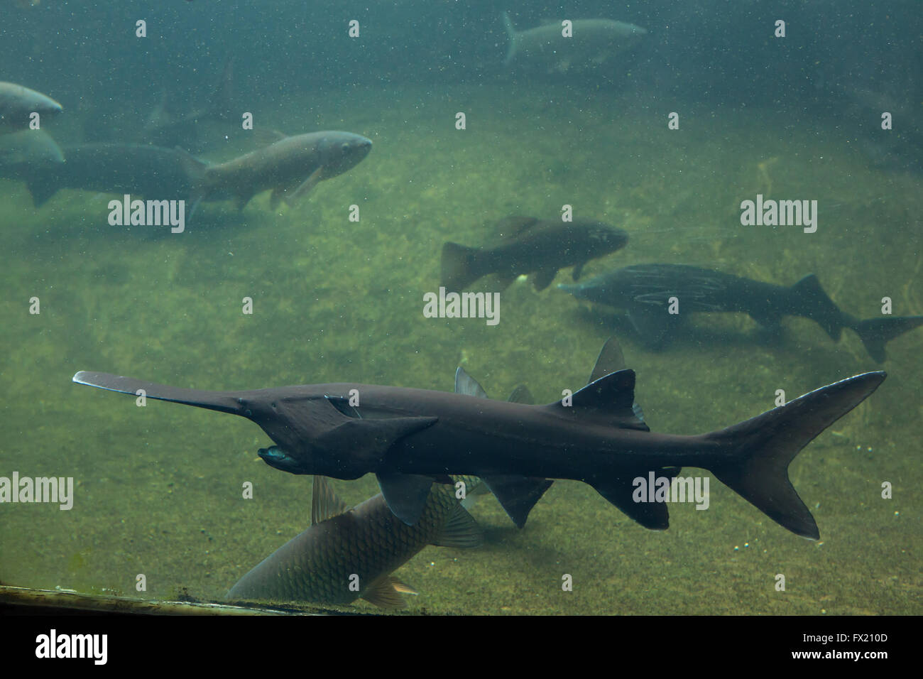 Polyodontidae polyodon spathula hi-res stock photography and images - Alamy