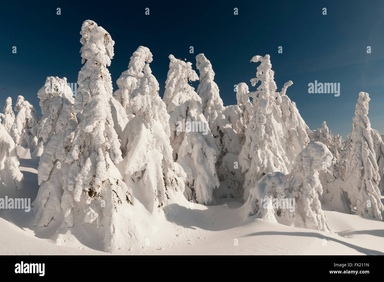 The heavy snow covered forest trees in the Kysuce region of northern ...