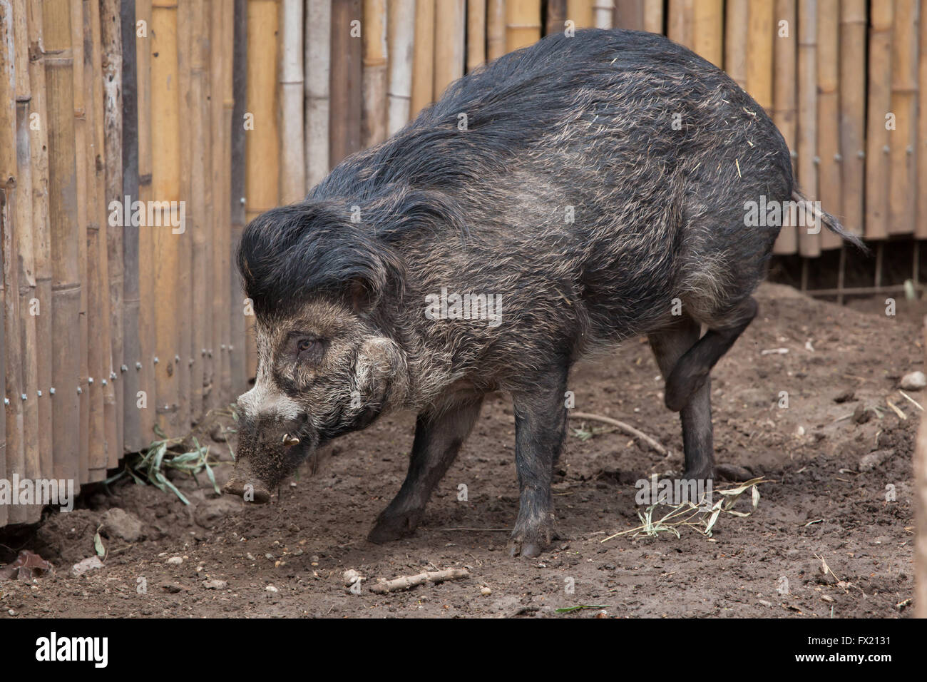 Visayan warty pig (Sus cebifrons) at Budapest Zoo in Budapest, Hungary ...