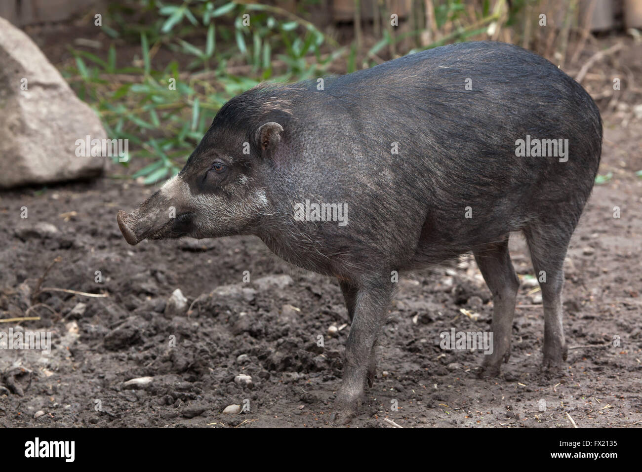 Visayan warty pig (Sus cebifrons) at Budapest Zoo in Budapest, Hungary ...