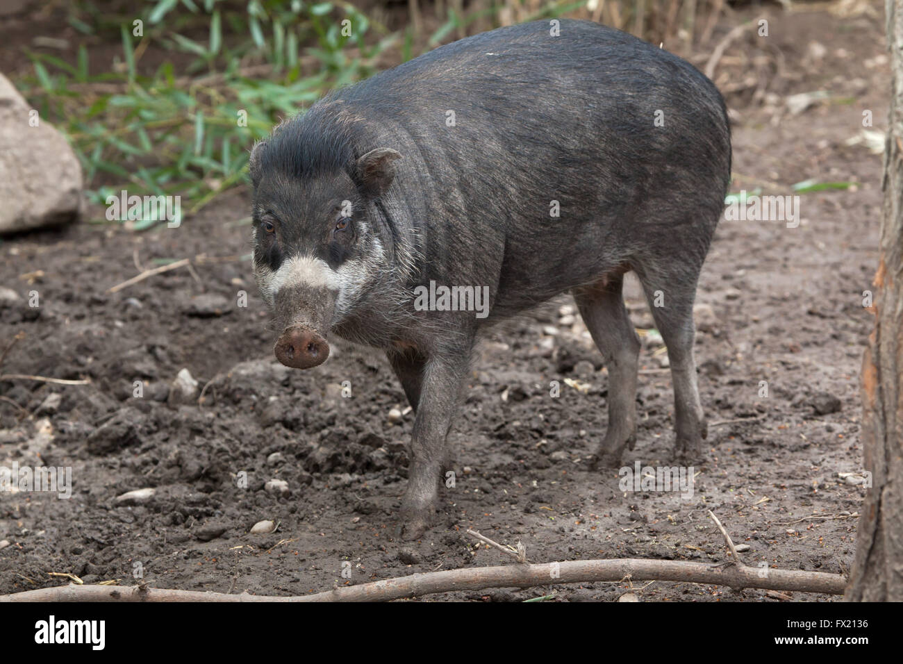 Visayan warty pig (Sus cebifrons) at Budapest Zoo in Budapest, Hungary ...