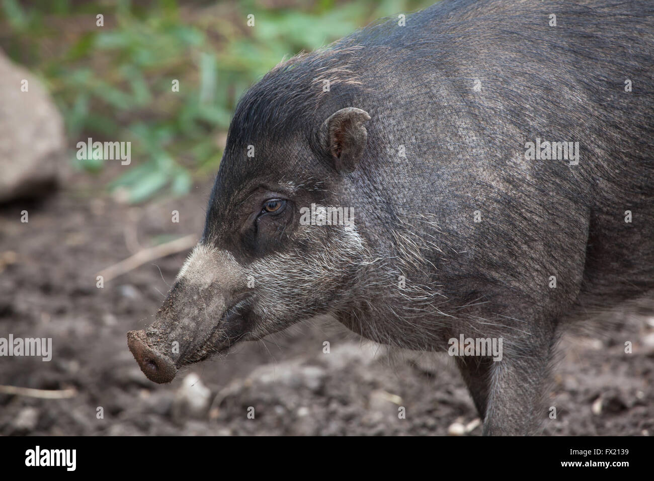 Visayan warty pig (Sus cebifrons) at Budapest Zoo in Budapest, Hungary ...