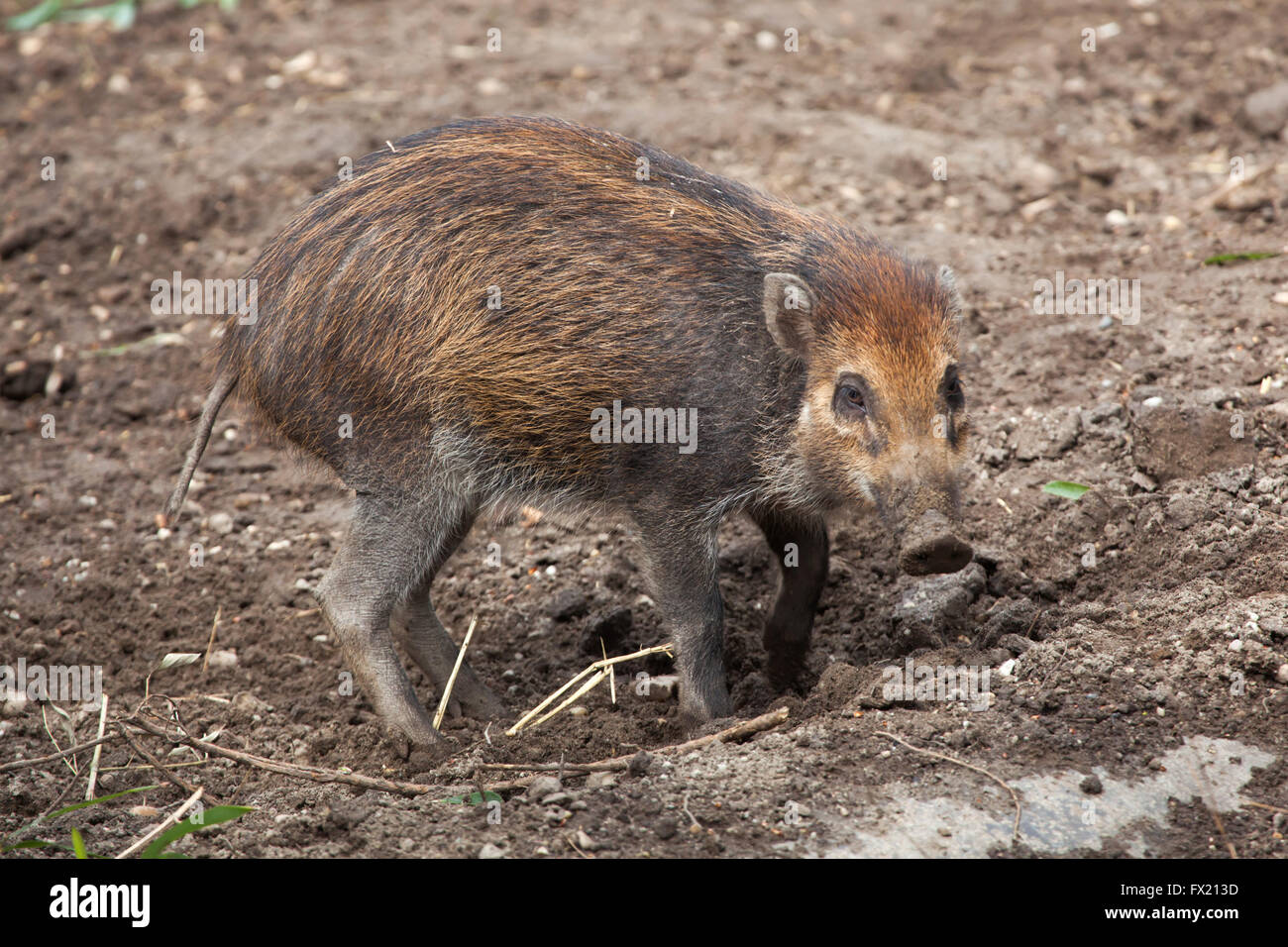 Visayan warty pig (Sus cebifrons) at Budapest Zoo in Budapest, Hungary ...