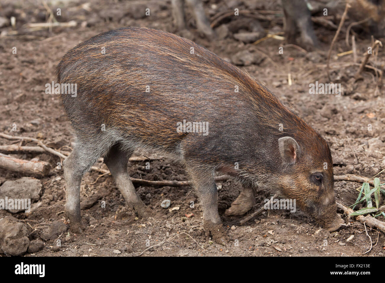 Visayan warty pig (Sus cebifrons) at Budapest Zoo in Budapest, Hungary ...