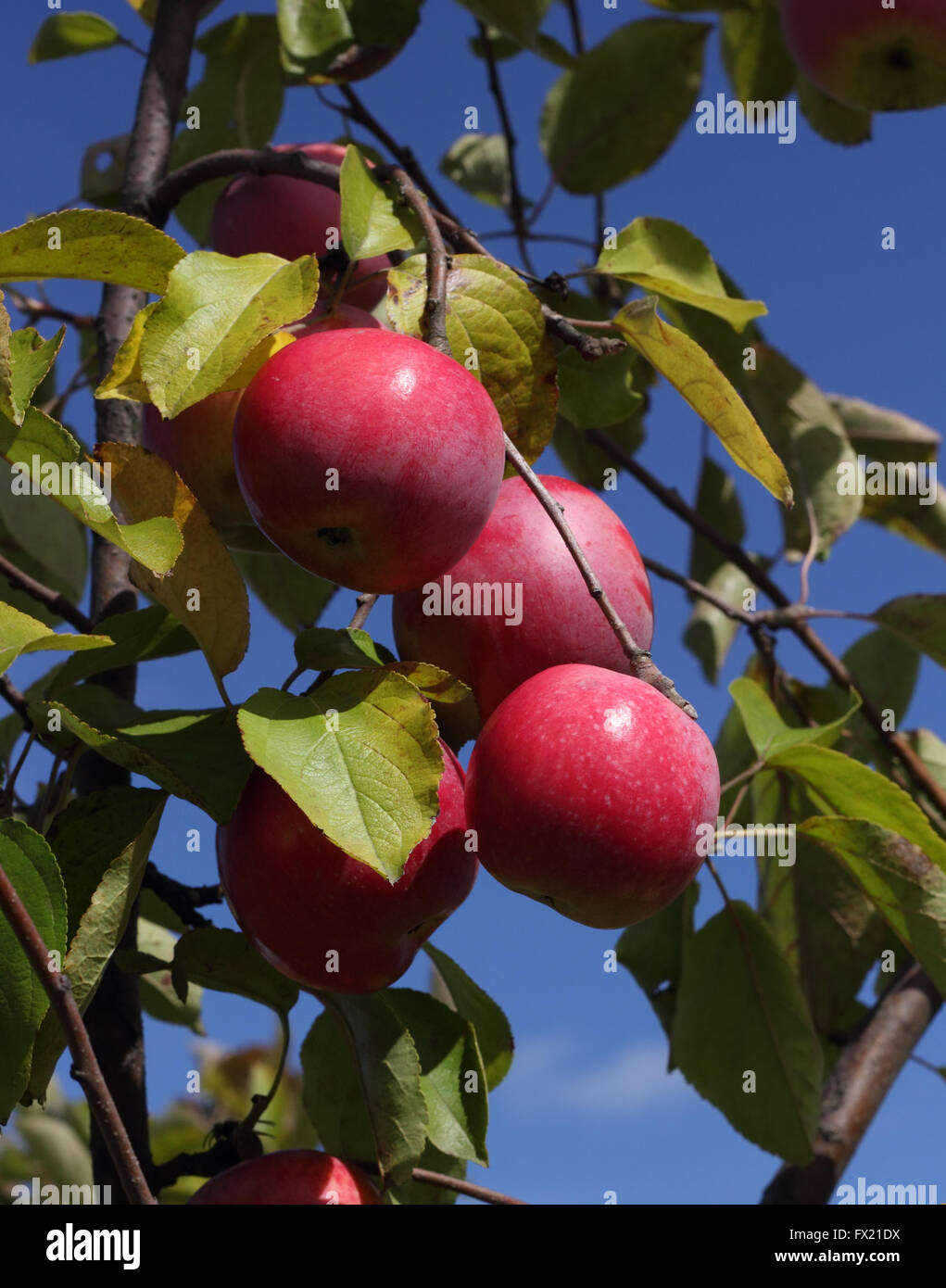 Rose apple tree hi-res stock photography and images - Alamy