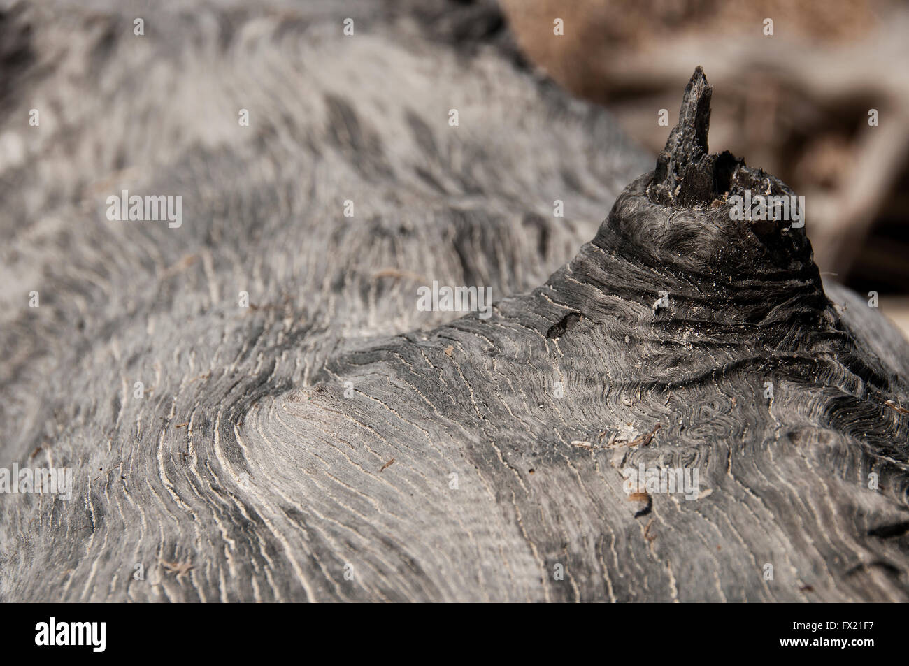 Scratch tree trunk hi-res stock photography and images - Alamy