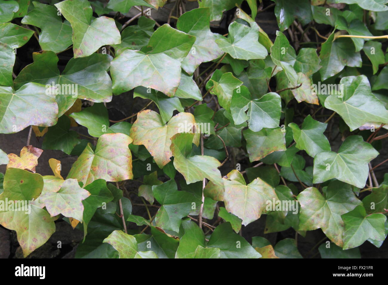 Trailing ivy hi-res stock photography and images - Alamy