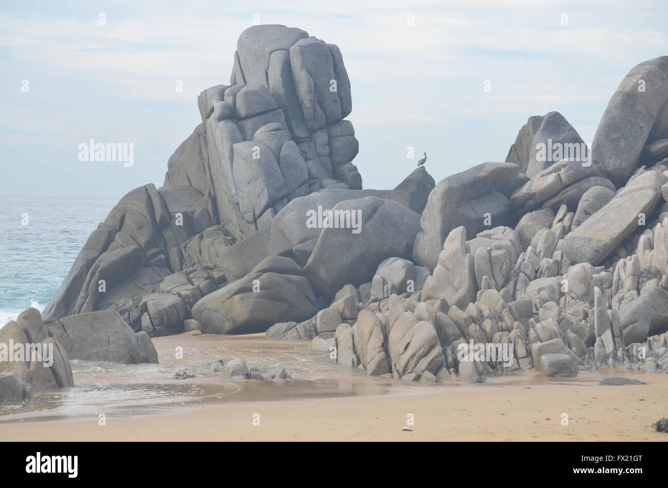 Bird on Craggy Rocks at Beach Cabo San Lucas Mexico Stock Photo - Alamy