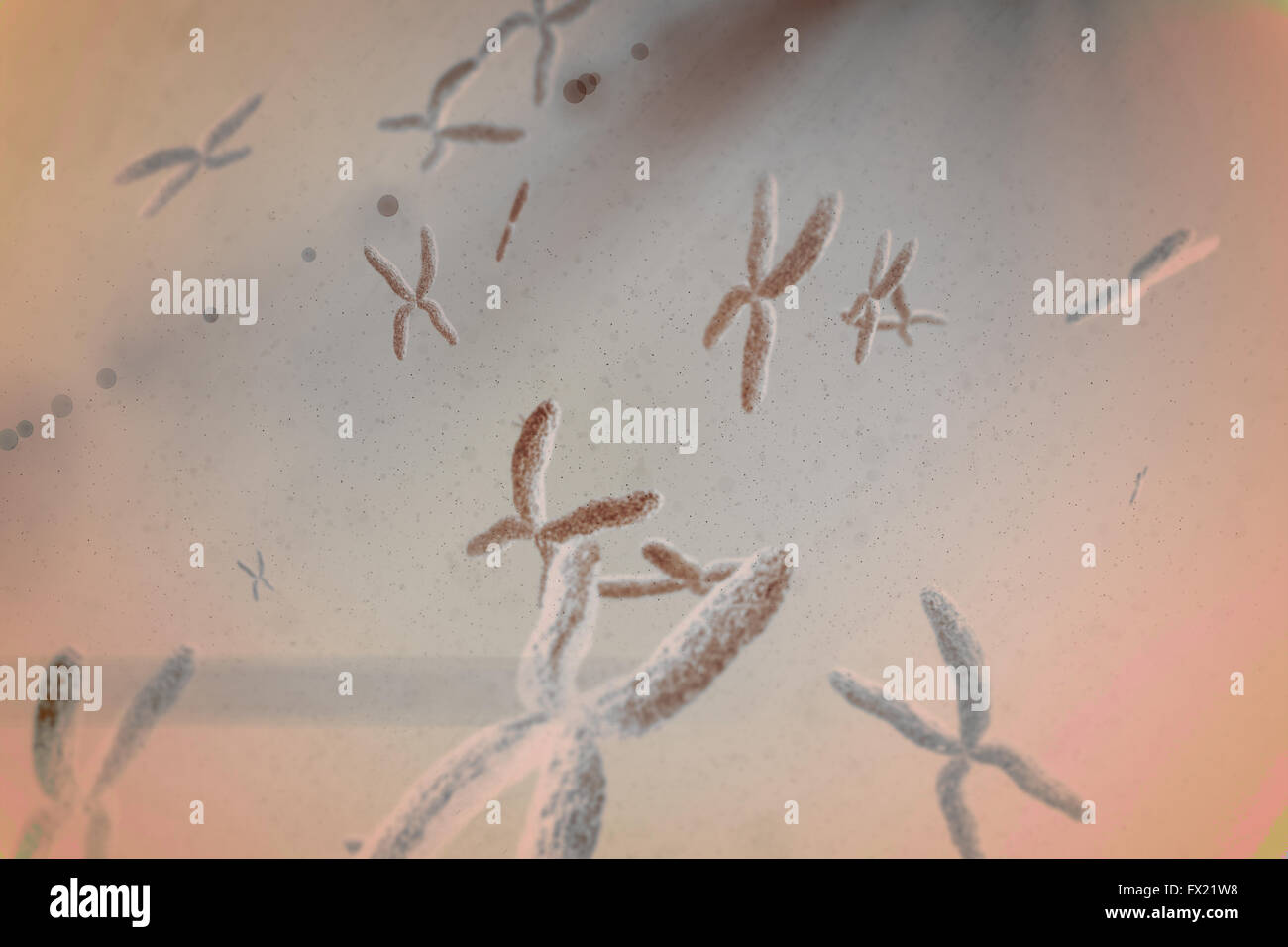 Chromosome chart hi-res stock photography and images - Alamy