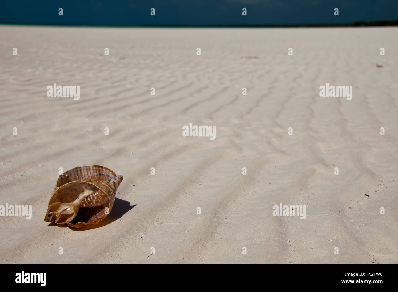 Open sea shell on the beach Stock Photo - Alamy