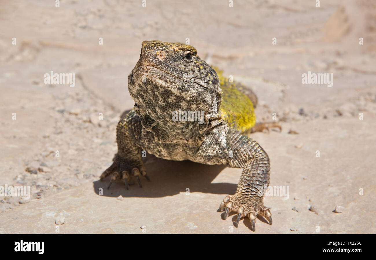 Uromastyx geyri, commonly known as the Saharan Uromastyx, Saharan Spiny ...