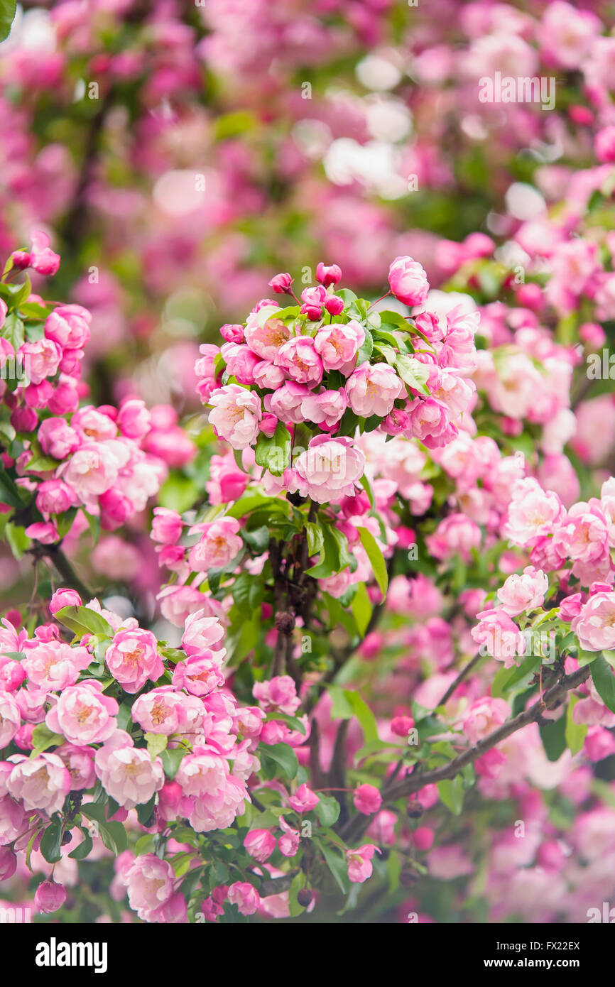 Sprout of young cherry tree hi-res stock photography and images - Alamy