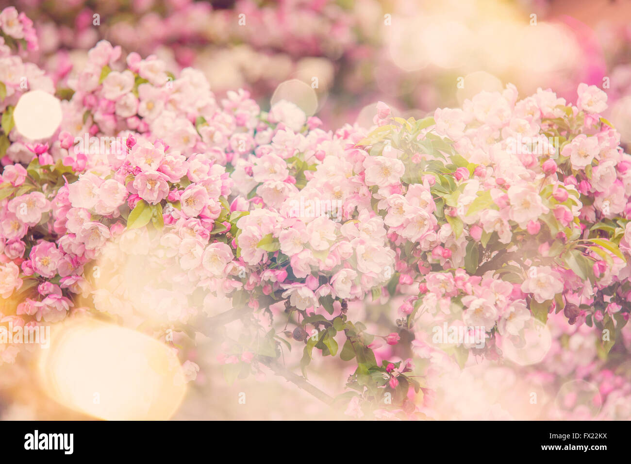 Earth cherry hi-res stock photography and images - Alamy