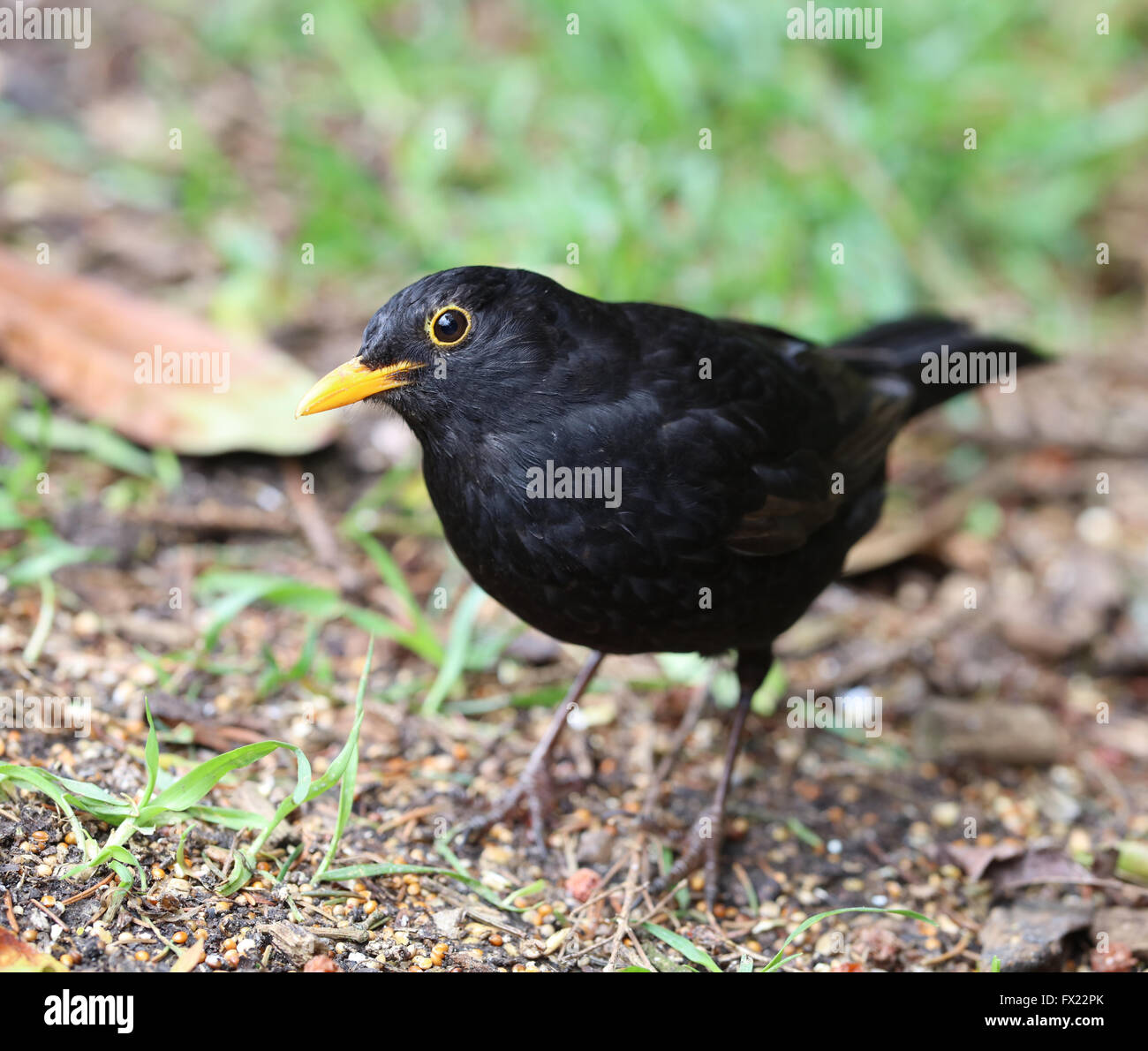 Close up of a male Blackbird Stock Photo - Alamy