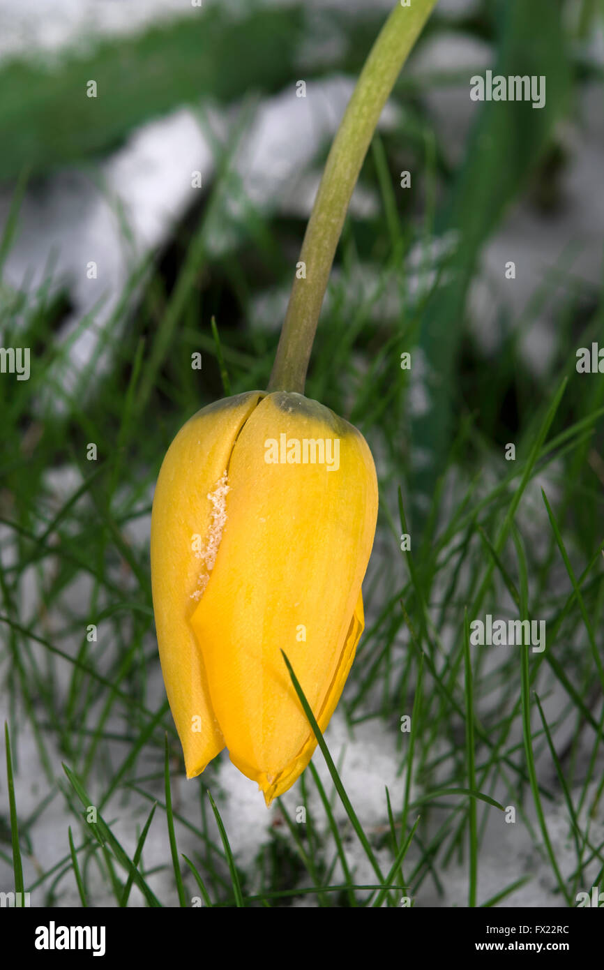 tulip drooping from snow, with blades of grass Stock Photo - Alamy